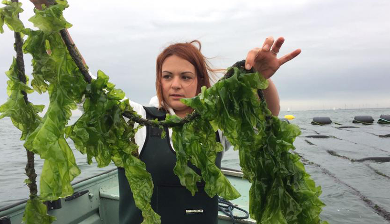 Genome of Sea Lettuce that Spawns Massive "Green Tides" Decoded ...