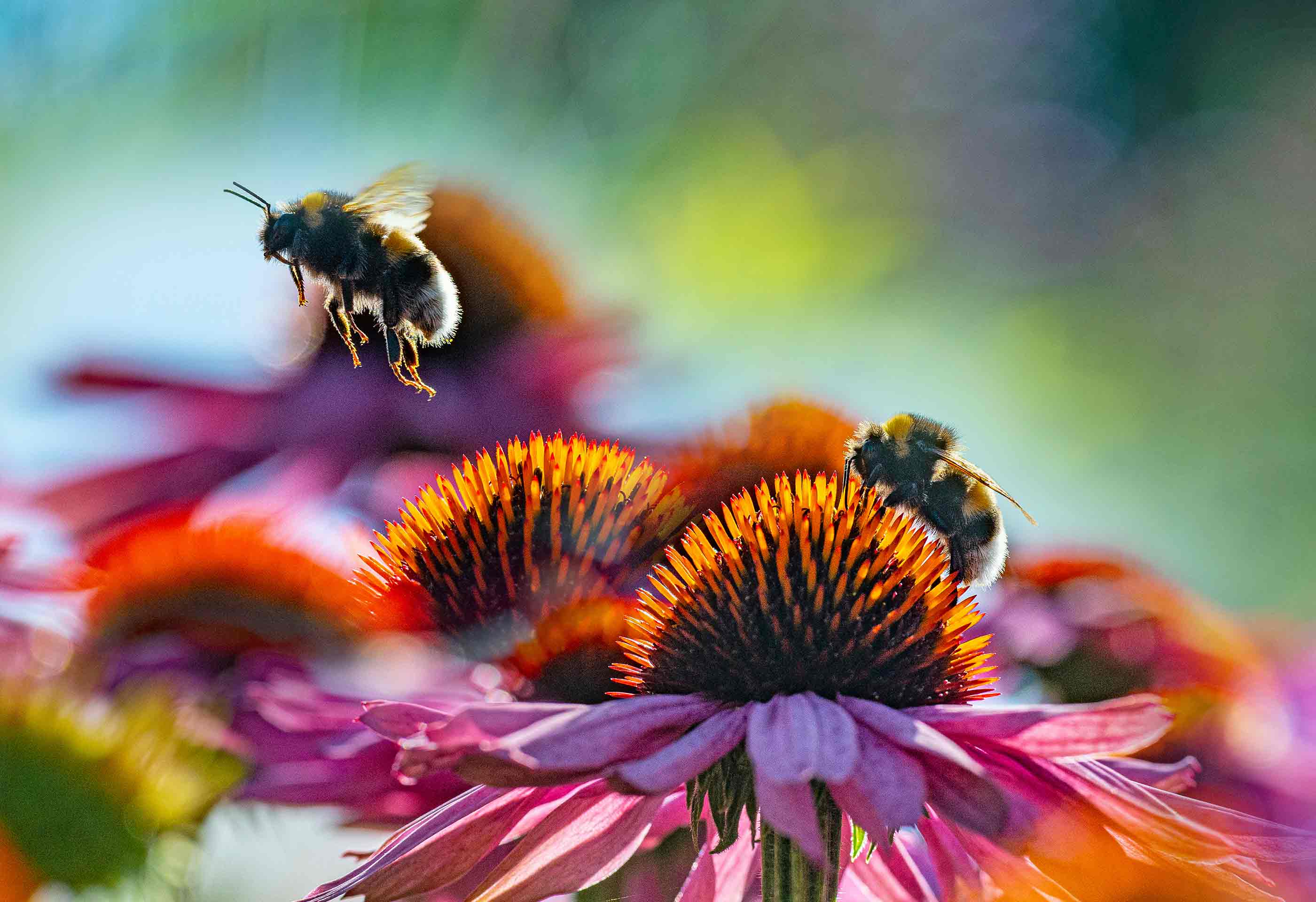 Coming Soon to the Urban Landscape: Bunkers and Hotels for Bees ...