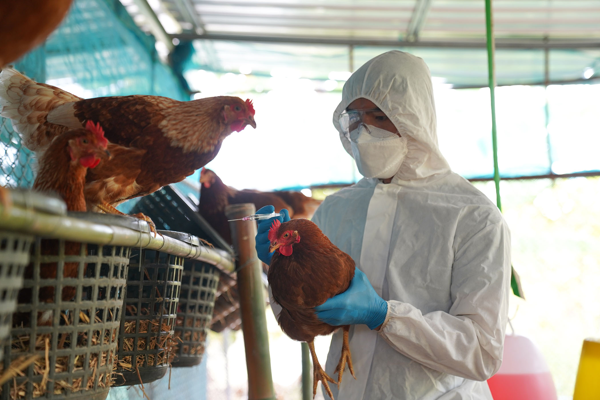 Bird Flu Basics From a Rutgers Health Infectious Disease Expert ...