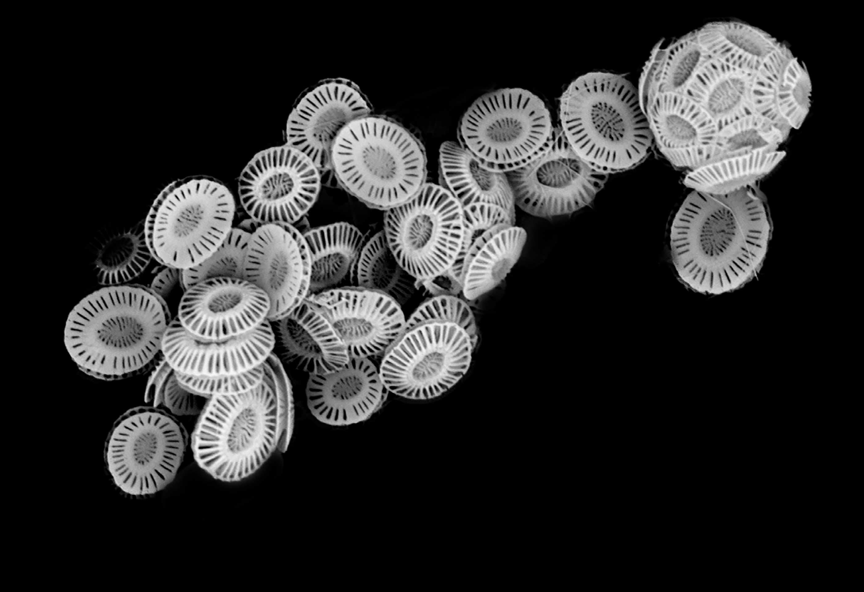 Microscopic Chalk Discs in Oceans Play a Key Role in Earth’s Carbon ...