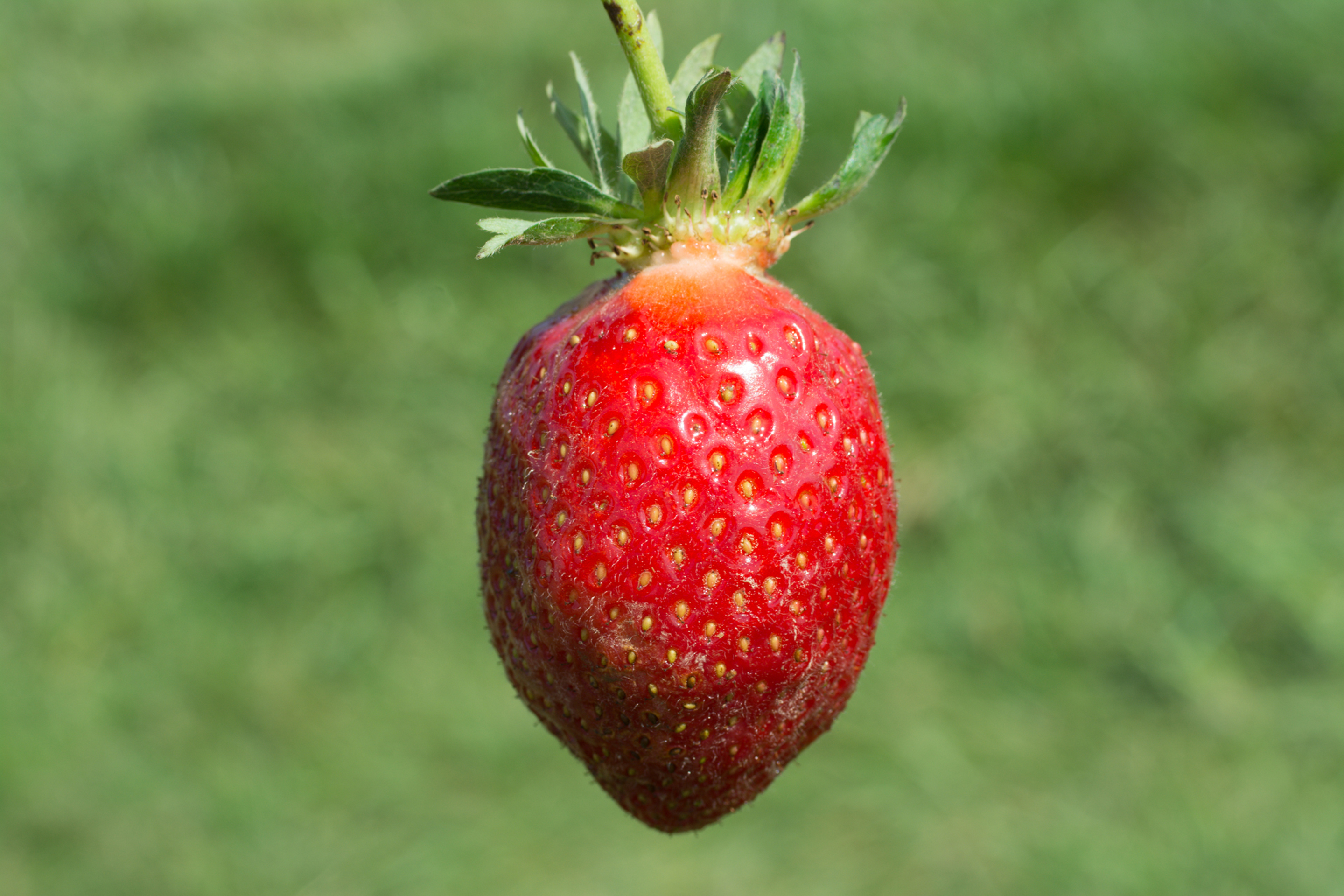 Strawberry Photography