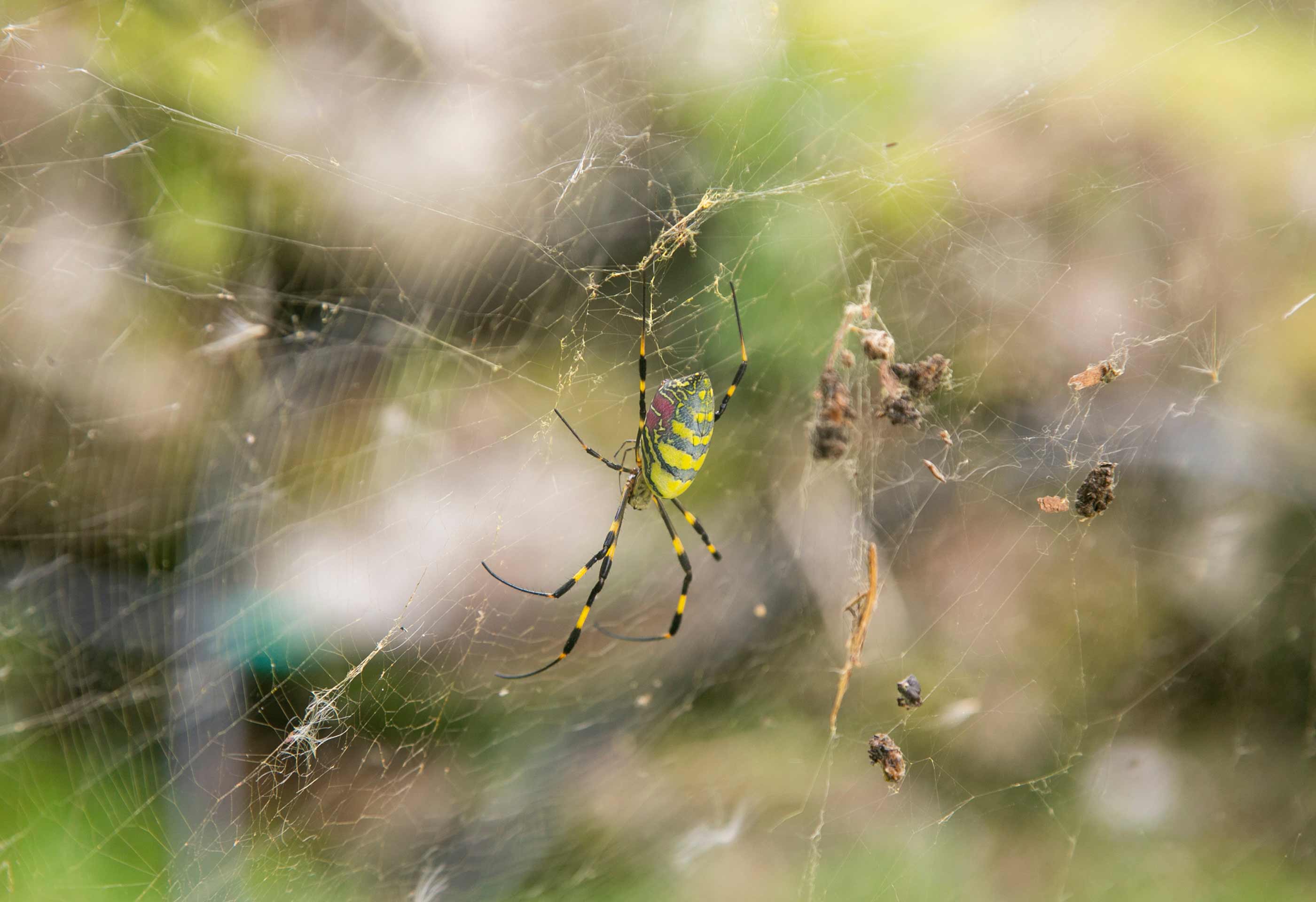 On the Trail of the Giant Joro Spider | Rutgers University