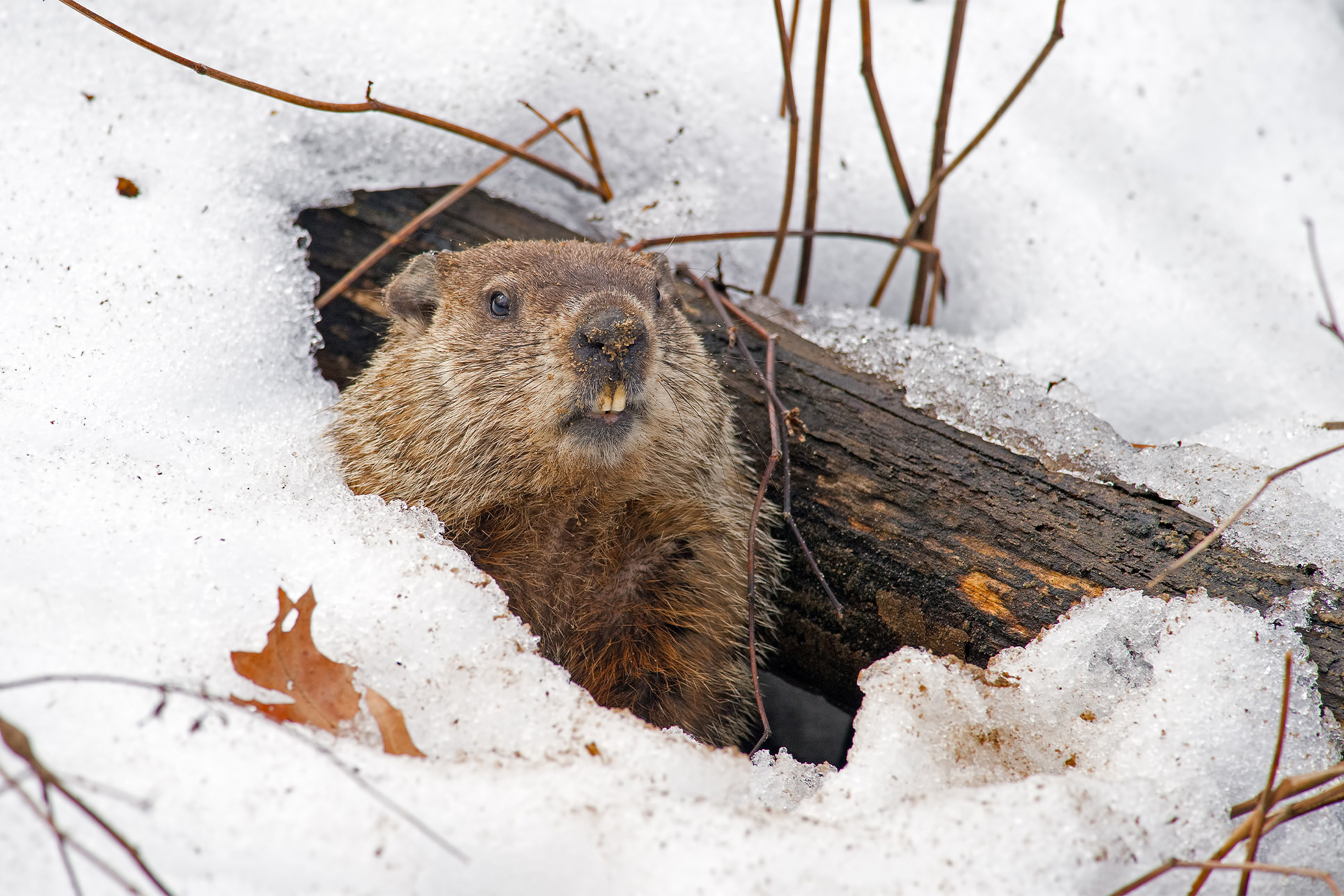 Why Do We Still Mark Groundhog Day? | Rutgers University