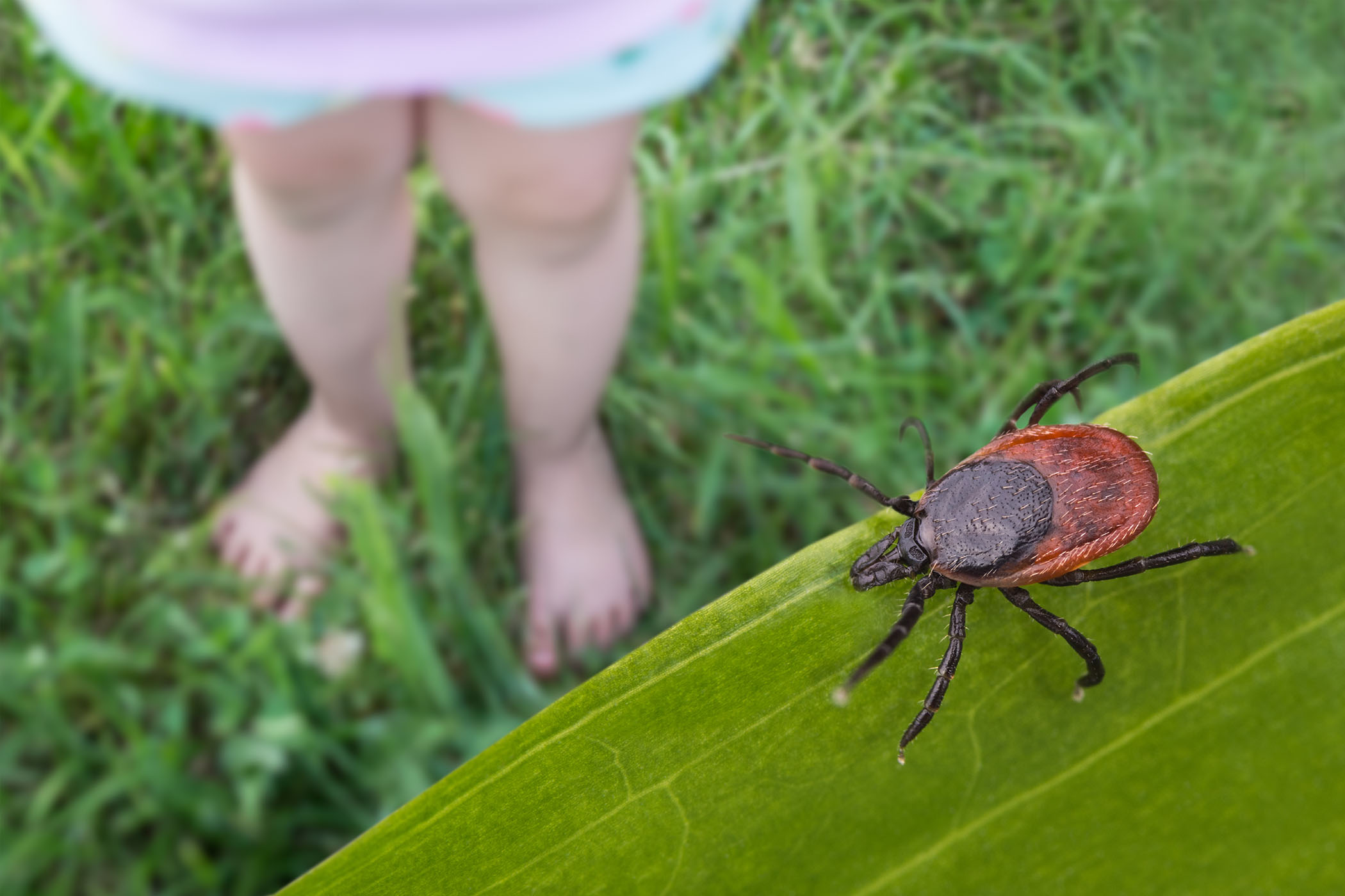 A Genetic Analysis of Lyme Disease Could Improve Diagnosis and ...
