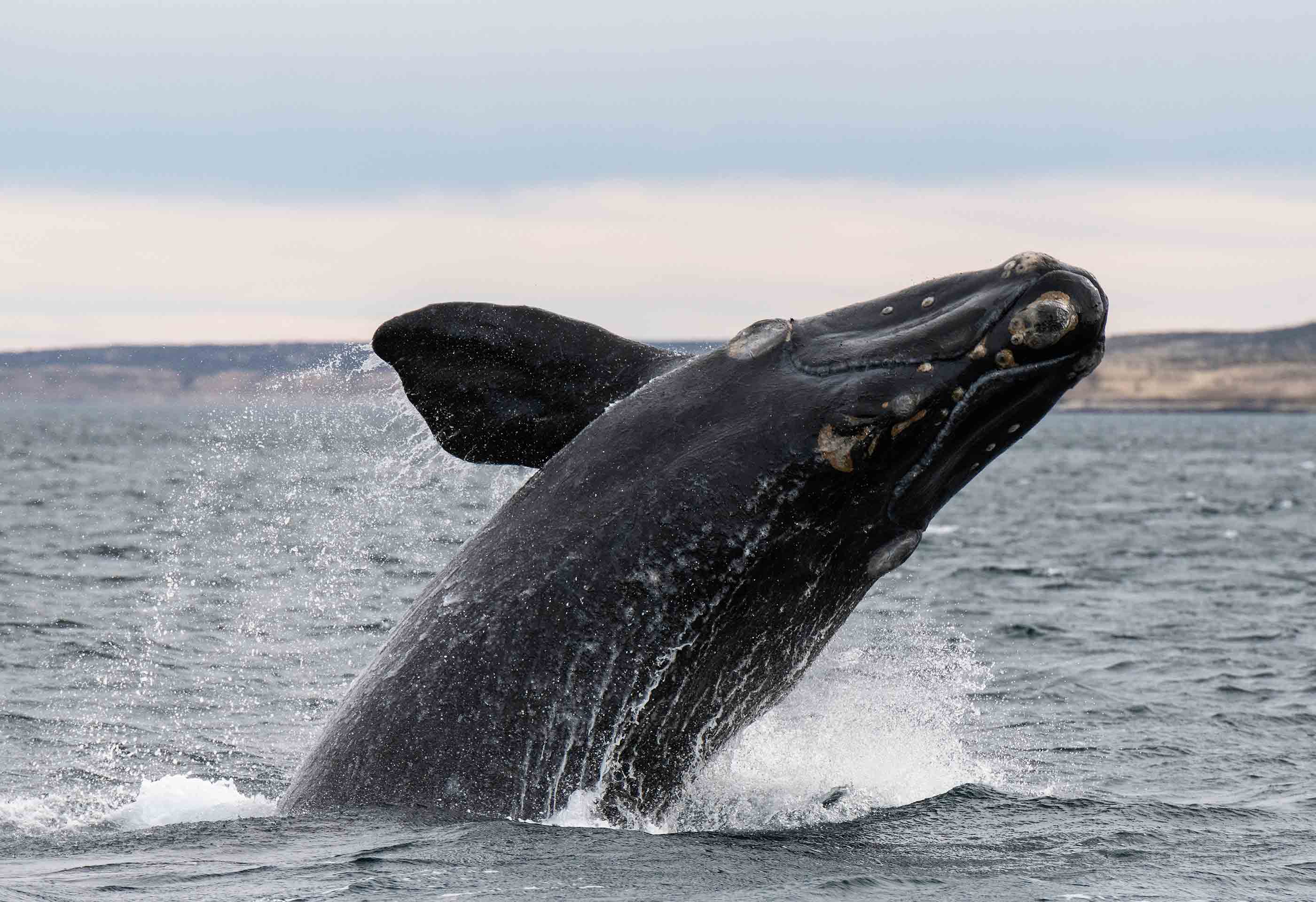 Scientists Harness AI to Help Protect Whales, Advancing Ocean Conservation and Planning ...