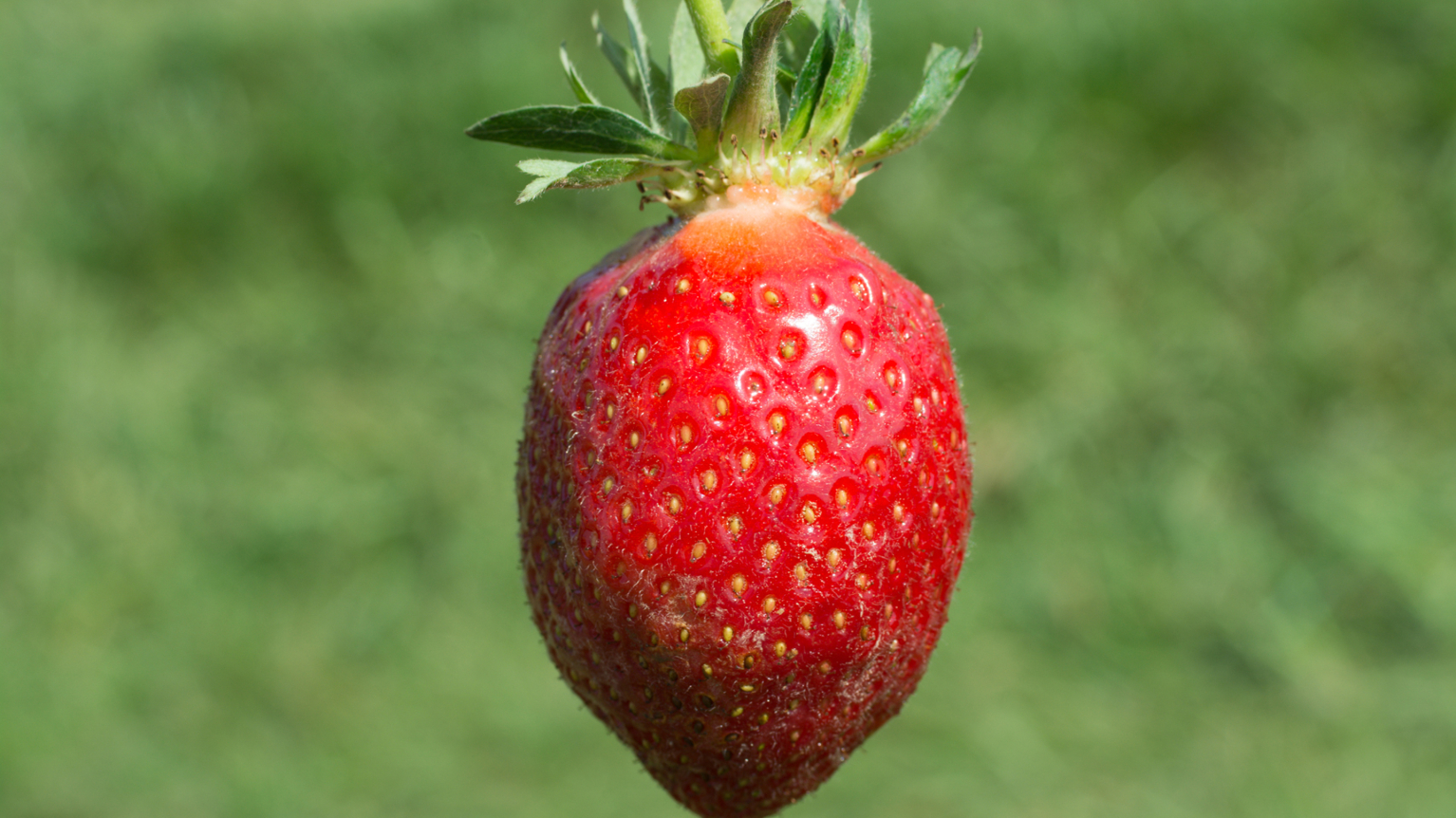 Rutgers Unveils New, Sweeter Strawberry Perfect for Dipping | Rutgers ...