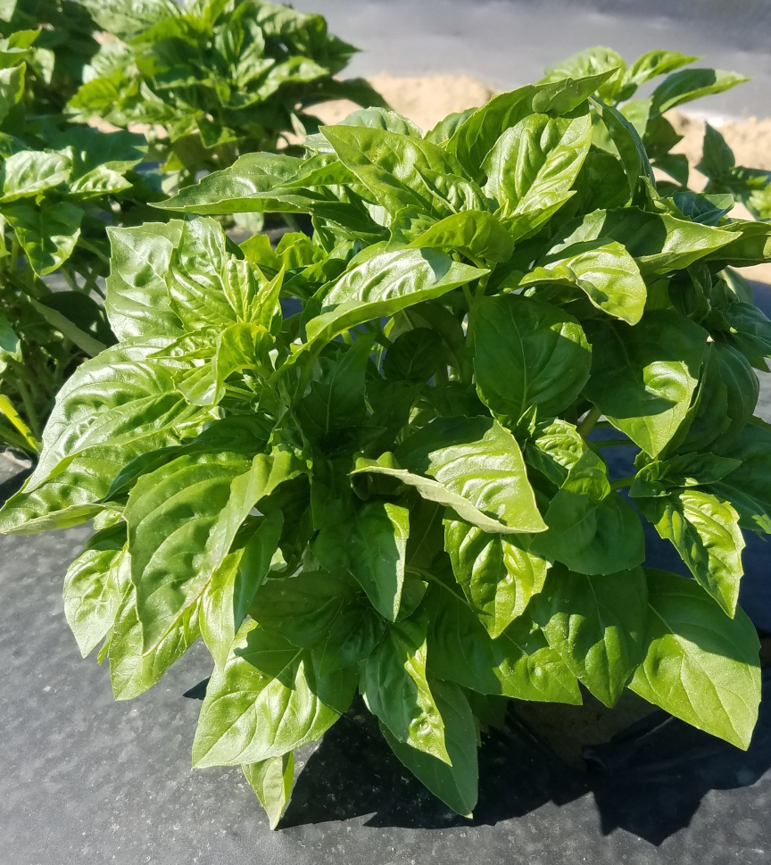 Four New Rutgers Sweet Basil Varieties Are Available to Home Gardeners ...