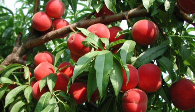 Peaches: Why Growing the Tree Fruit Isn’t Always Peachy Keen | Rutgers ...