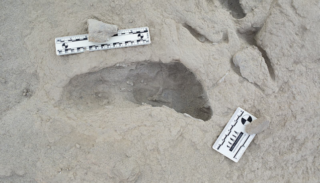 A Fossil First: Scientists Find 1.5-Million-Year-Old Footprints of Two ...