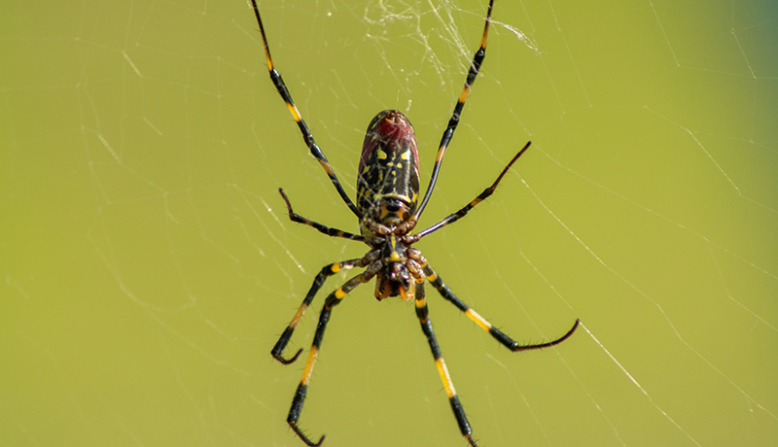 On the Trail of the Giant Joro Spider | Rutgers University