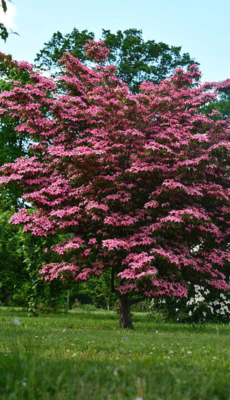 Plant Breeders Stage a Dogwood Revolution, Creating Hardy Varieties That Sparkle | Rutgers ...